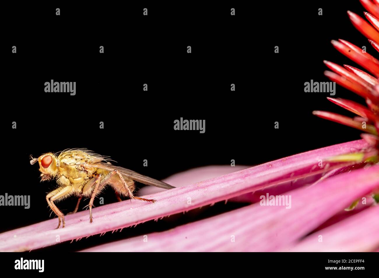 A fly insect hi-res stock photography and images - Alamy
