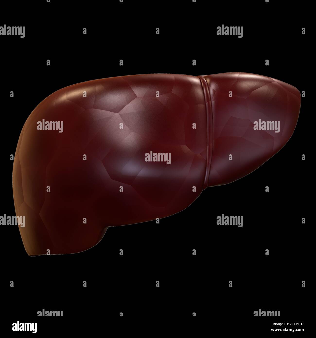 Human Internal Digestive Organ Liver Anatomy Stock Photo - Alamy