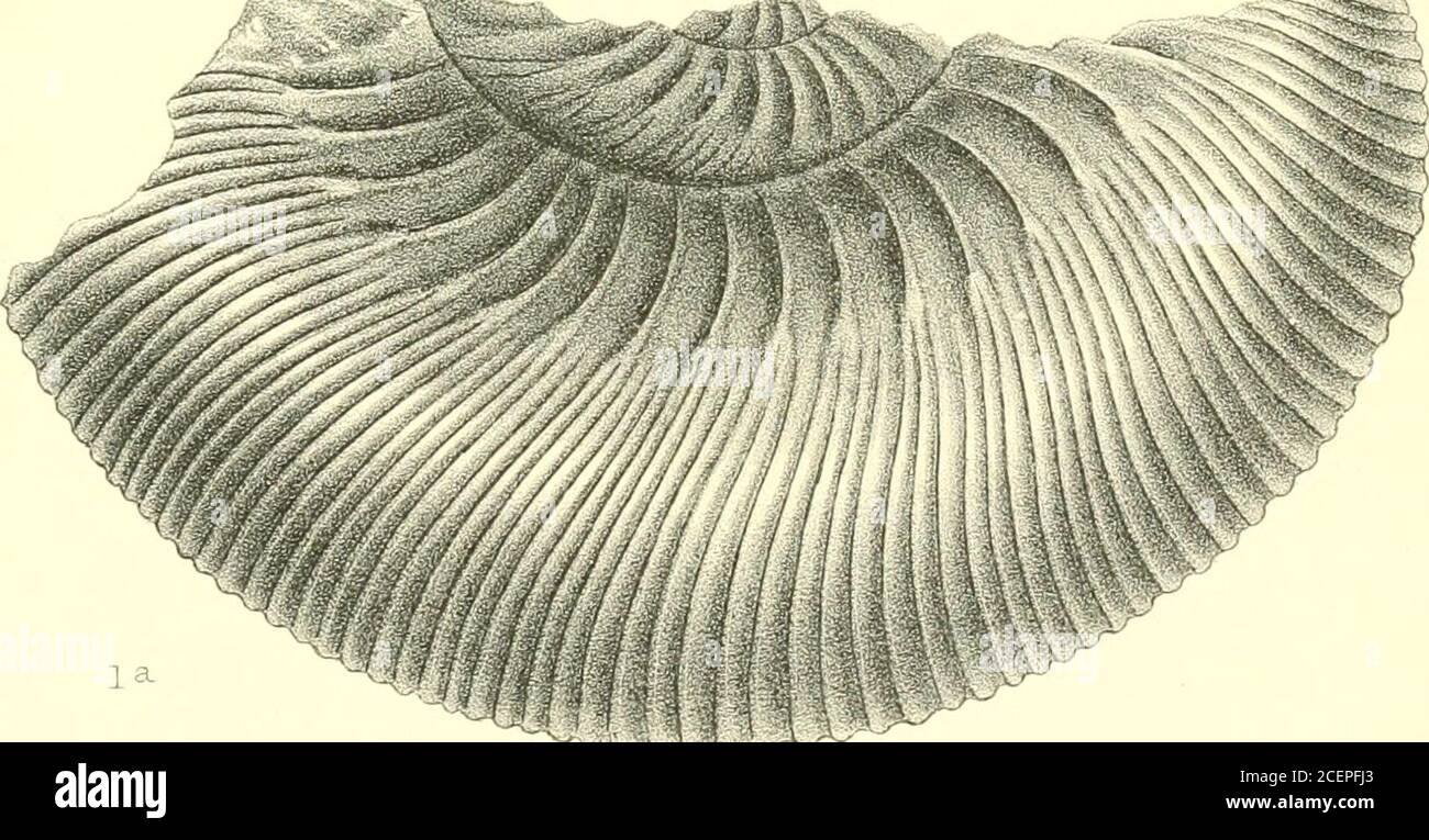 . Mesozoic fossils. -!^^*r>-. .Hl:ooTd,deL J HBalbirnie Lirti A ...