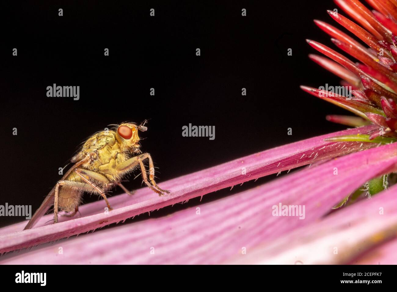 A fly insect hi-res stock photography and images - Alamy
