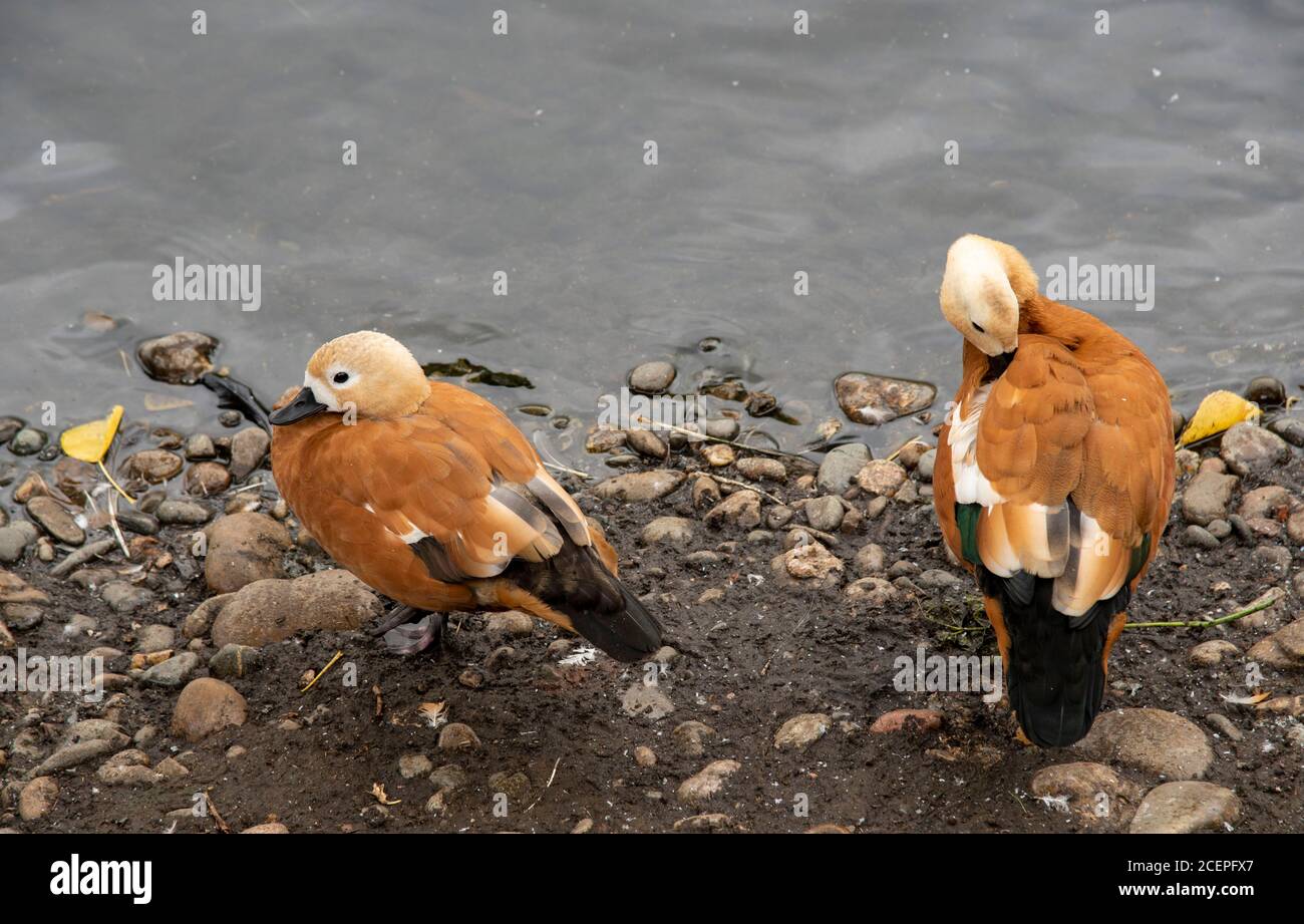 Two bright ducks are sitting on the Bank of the pond Stock Photo - Alamy
