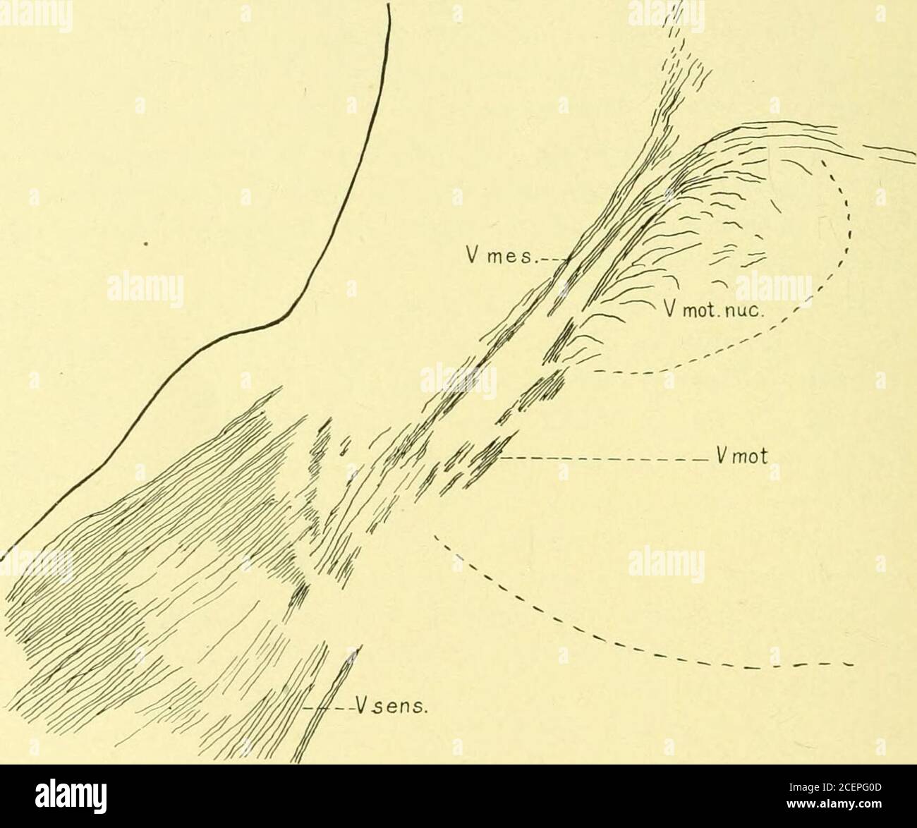 . The Journal of comparative neurology and psychology. in doubt ...