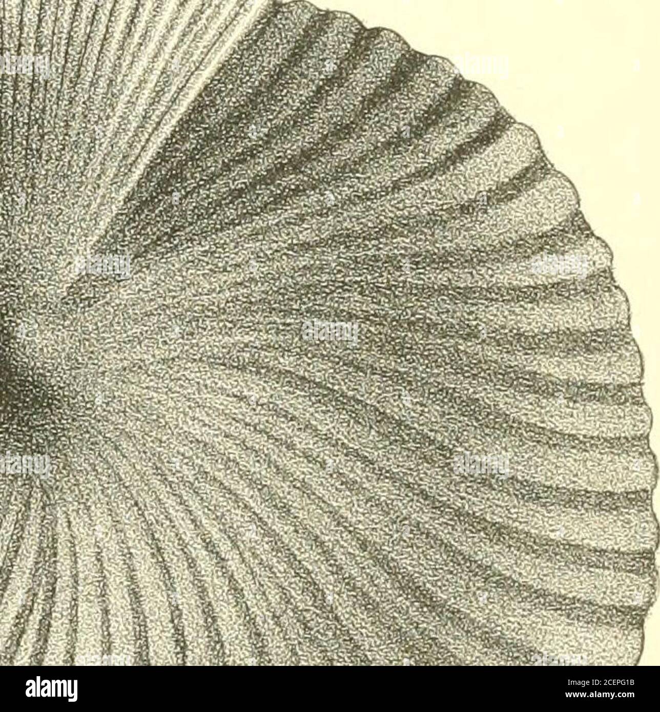 . Mesozoic fossils. Y A HFoord del J H Ealfcirnie, Litli. A Mortimer ...