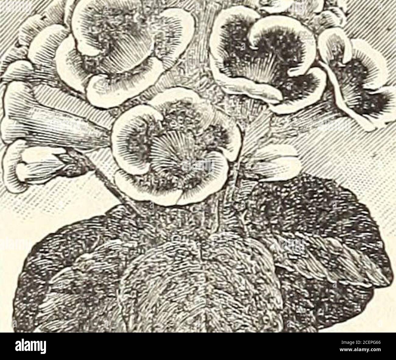 . The Maule seed book for 1905. Globe AviHA^TH, Fl^E N xed. ^zr ...