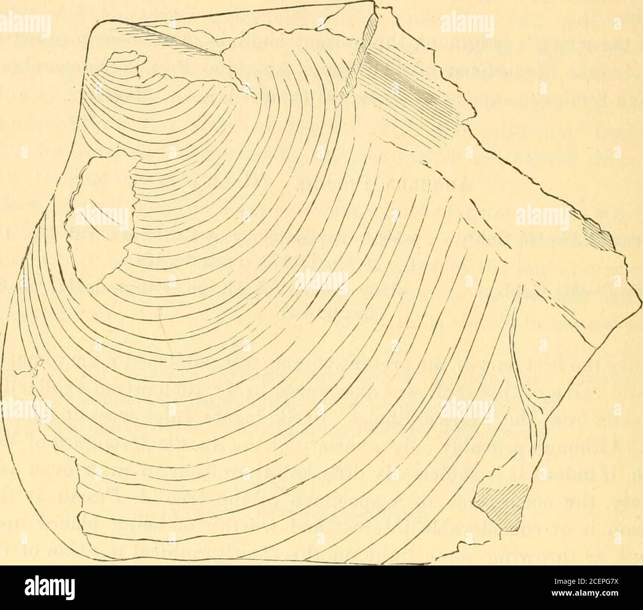 Mytiloides hi-res stock photography and images - Alamy