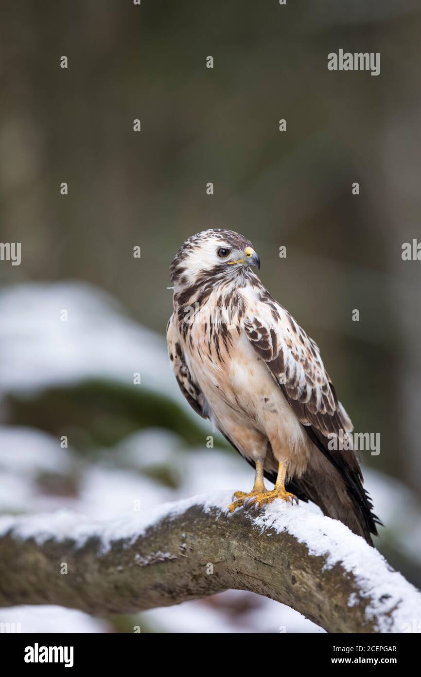 Common buzzard bird of prey hi-res stock photography and images - Alamy