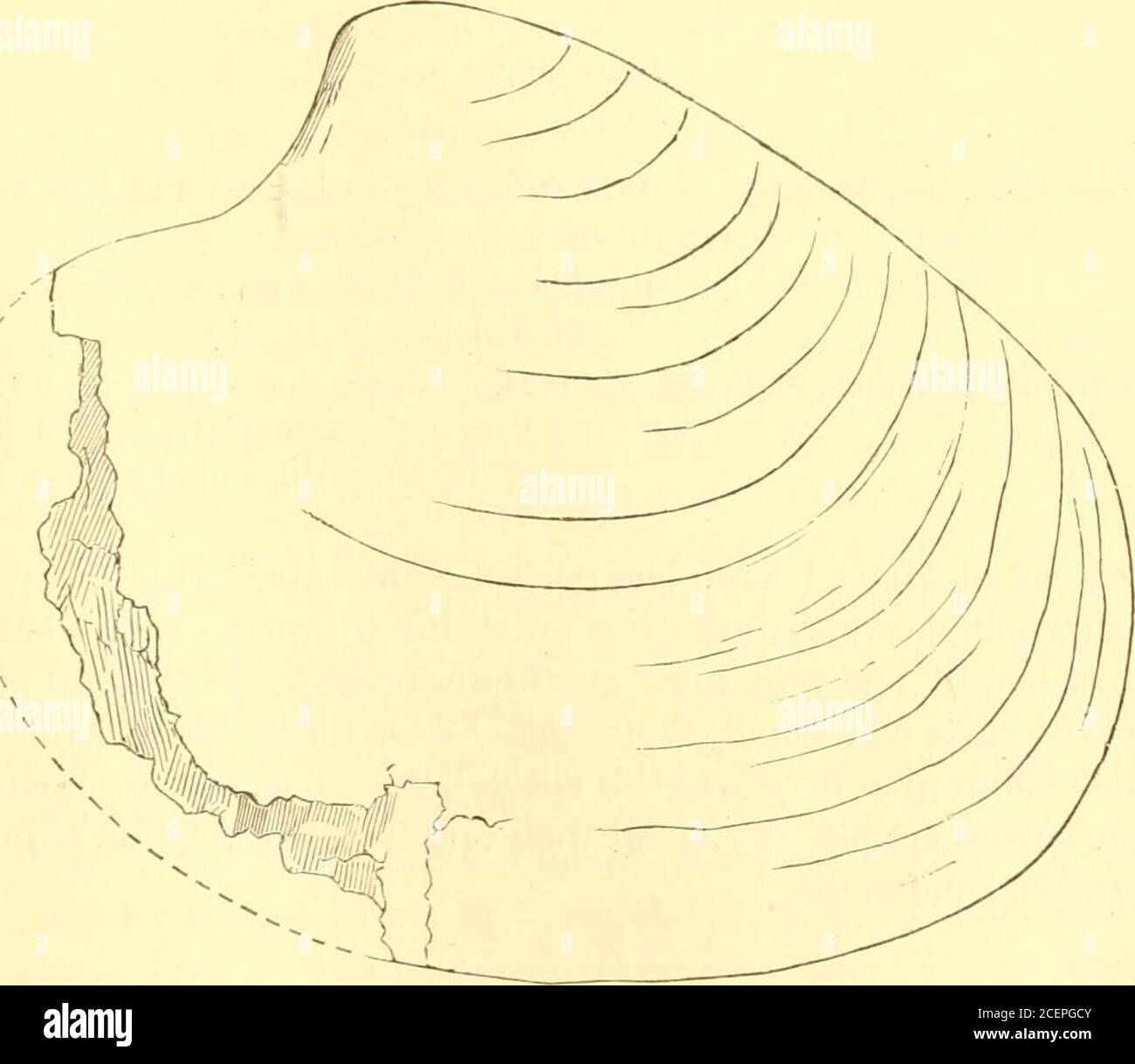 . Mesozoic fossils. e so far backwards as theinner termination of the ...