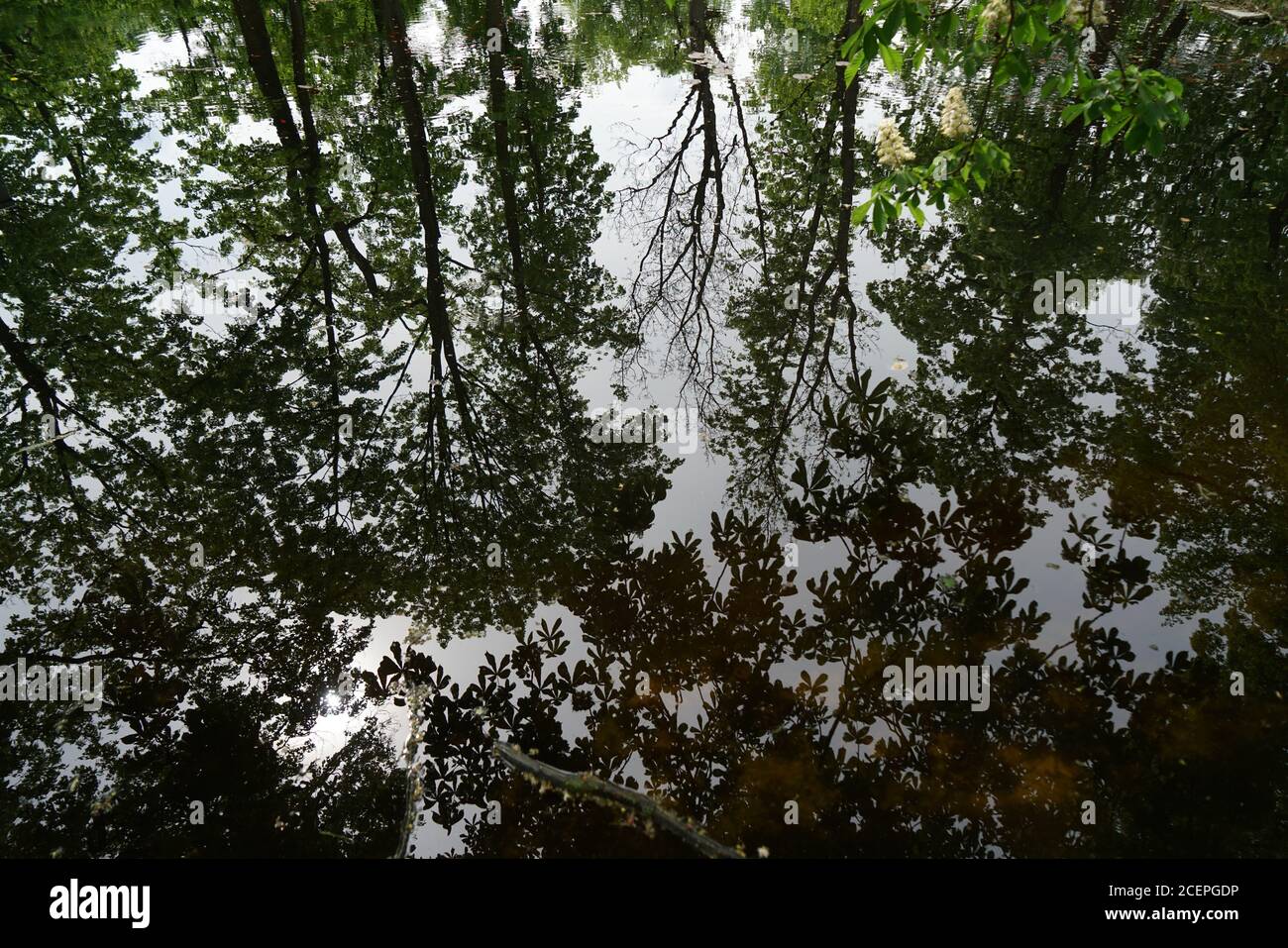 Reversed reflection of trees in the pond Stock Photo - Alamy