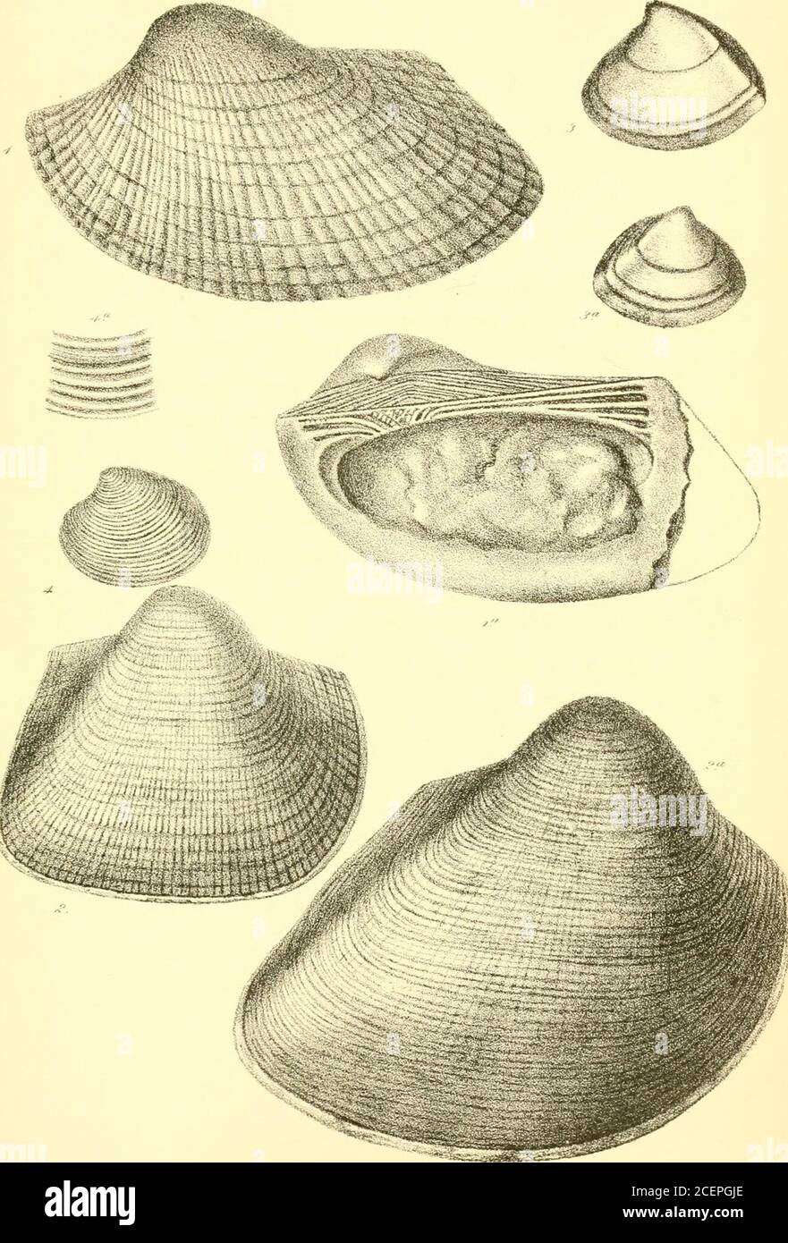 Inoceramus shell hi-res stock photography and images - Alamy