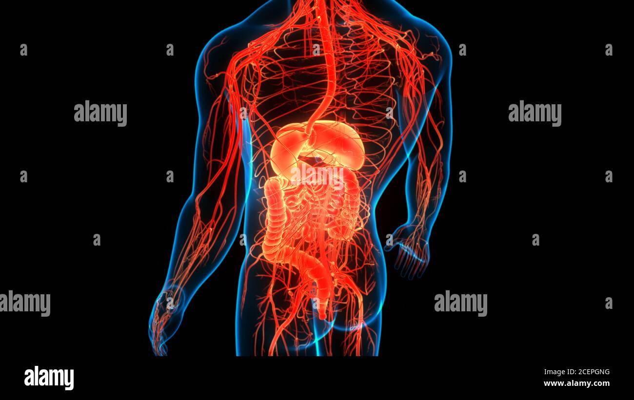 Human Digestive System Anatomy Stock Photo - Alamy