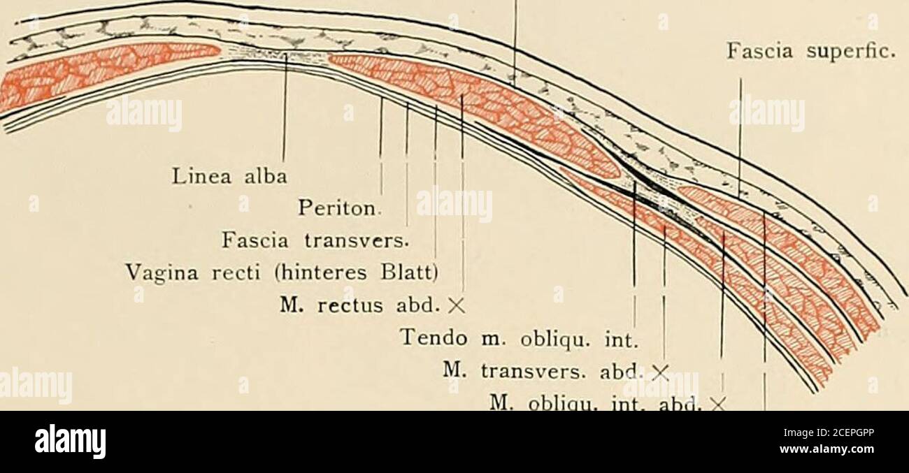 . Die Anatomie des Menschen : Mit Hinweisen auf die ärztliche Praxis ...