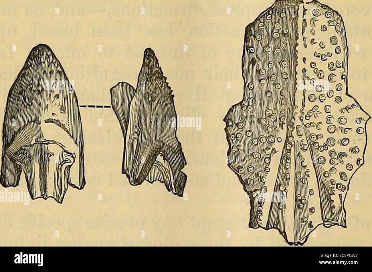 . Geological magazine. xtends backwards for adistance equalling half ...