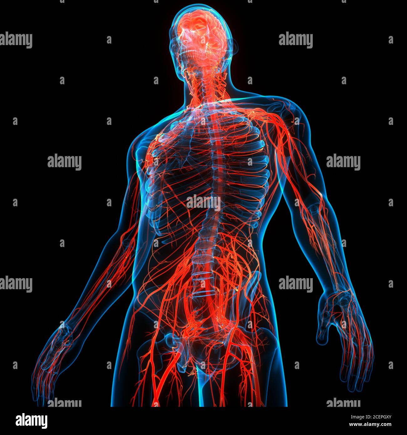 Central Organ of Human Nervous System Brain Anatomy Stock Photo - Alamy