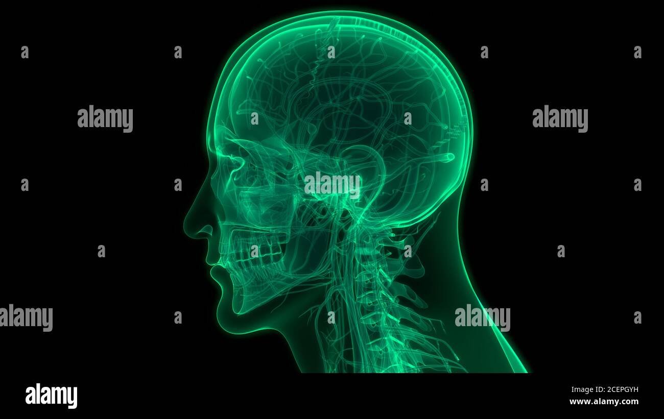 Human Body Nervous System Anatomy Stock Photo - Alamy