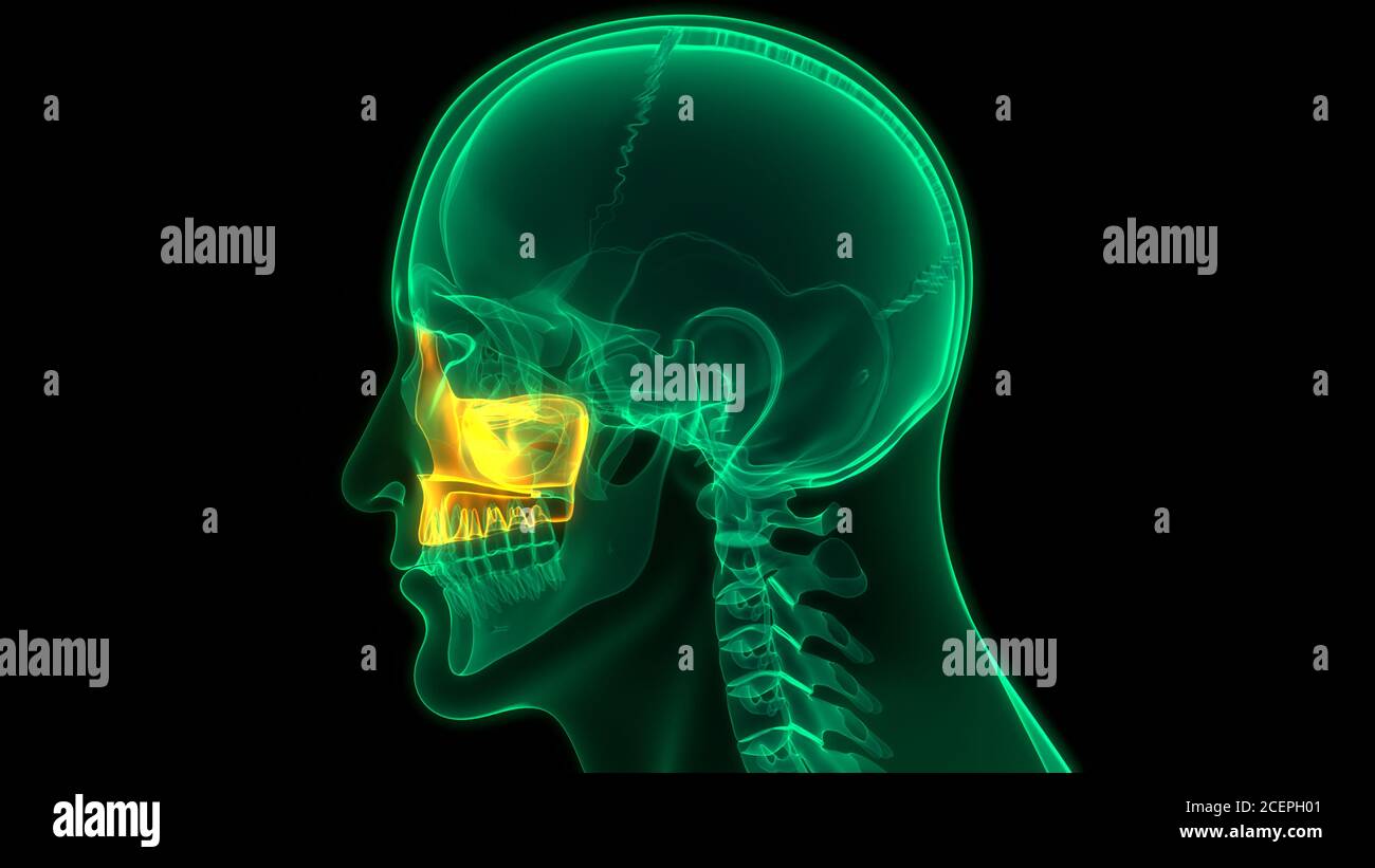 X ray mandible science hi-res stock photography and images - Alamy