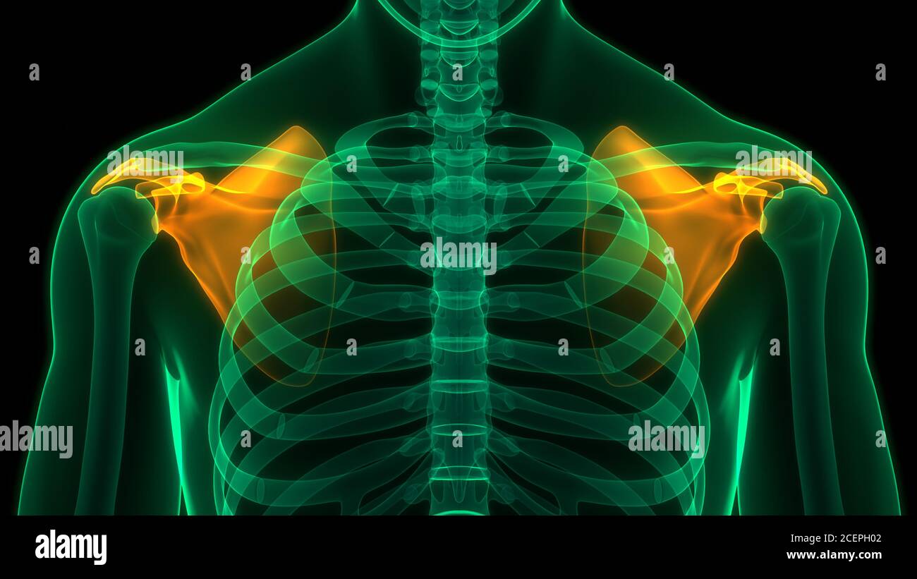 Human Skeleton System Bone Joints Anatomy Stock Photo - Alamy