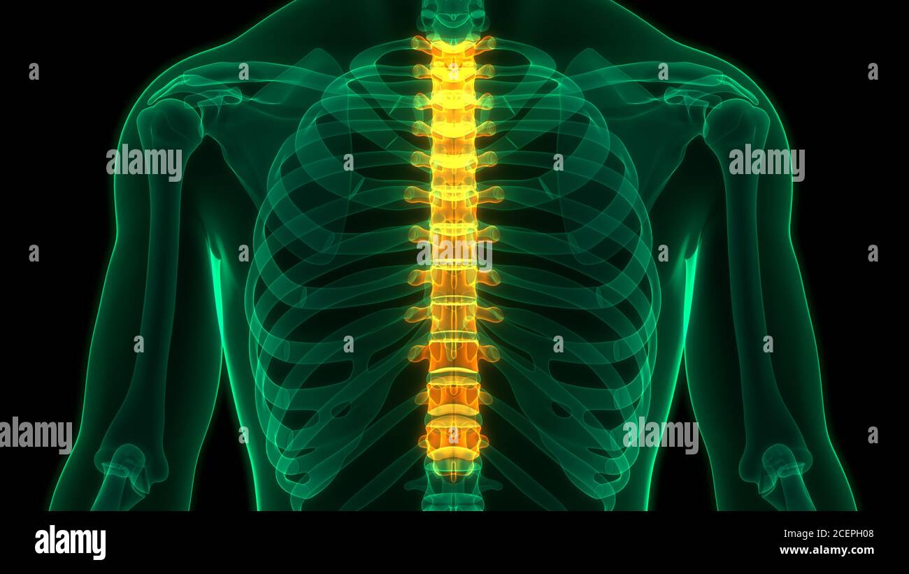 Spinal Cord Vertebral Column of Human Skeleton System Anatomy Stock ...