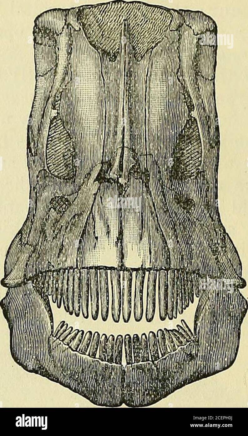 Morosaurus hi-res stock photography and images - Alamy