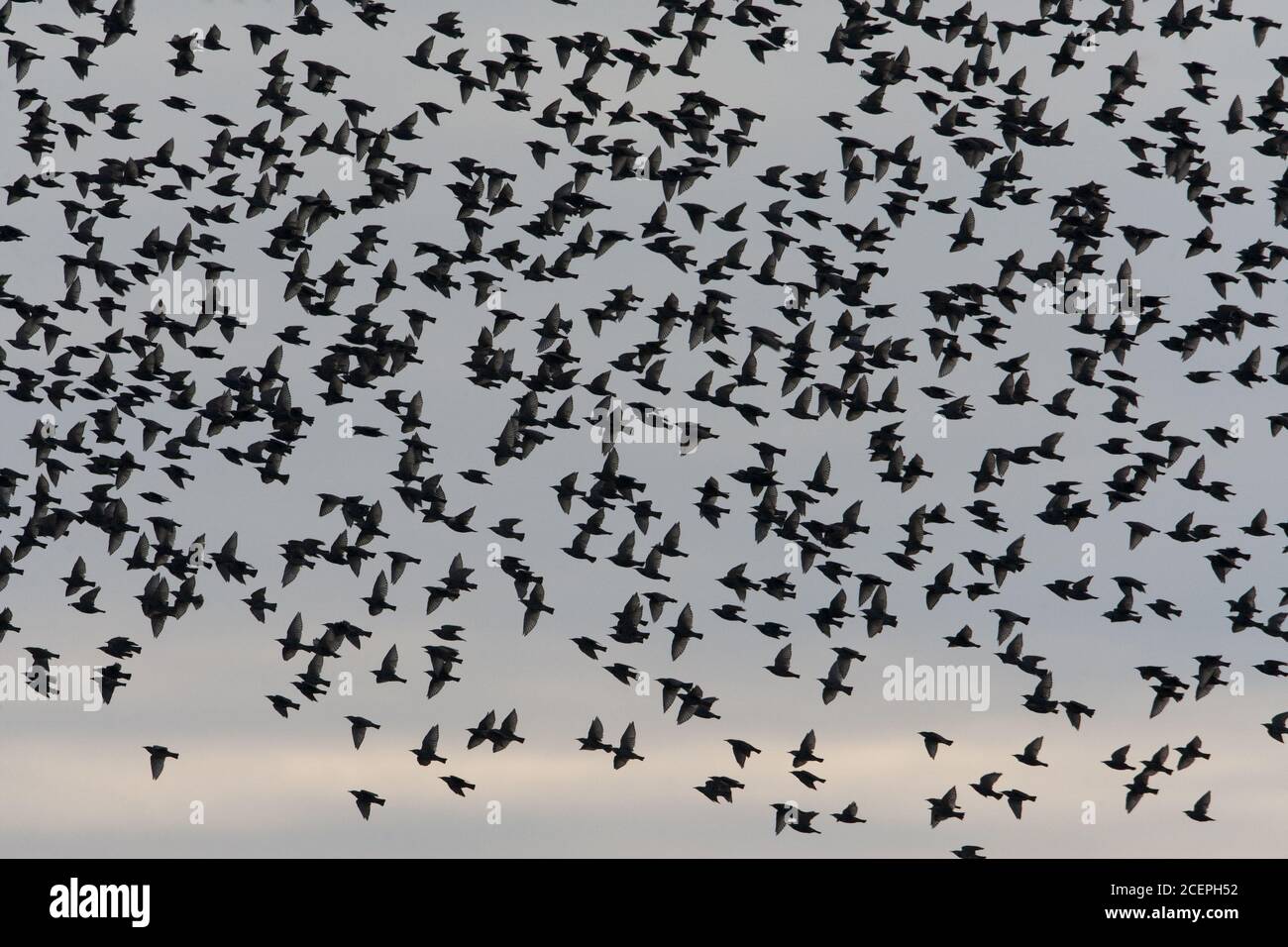 Mati kose hi-res stock photography and images - Alamy