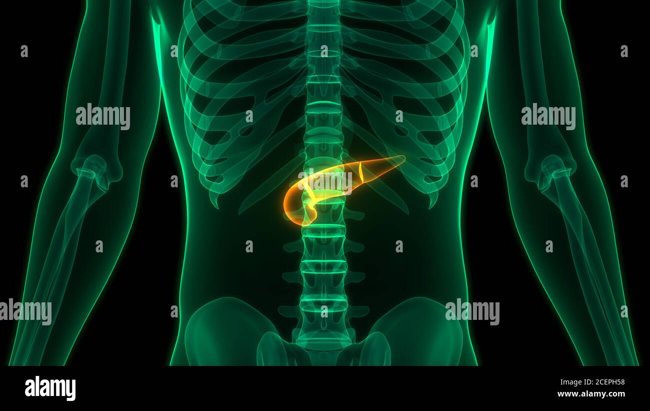 Human Internal Organ Pancreas Anatomy Stock Photo - Alamy