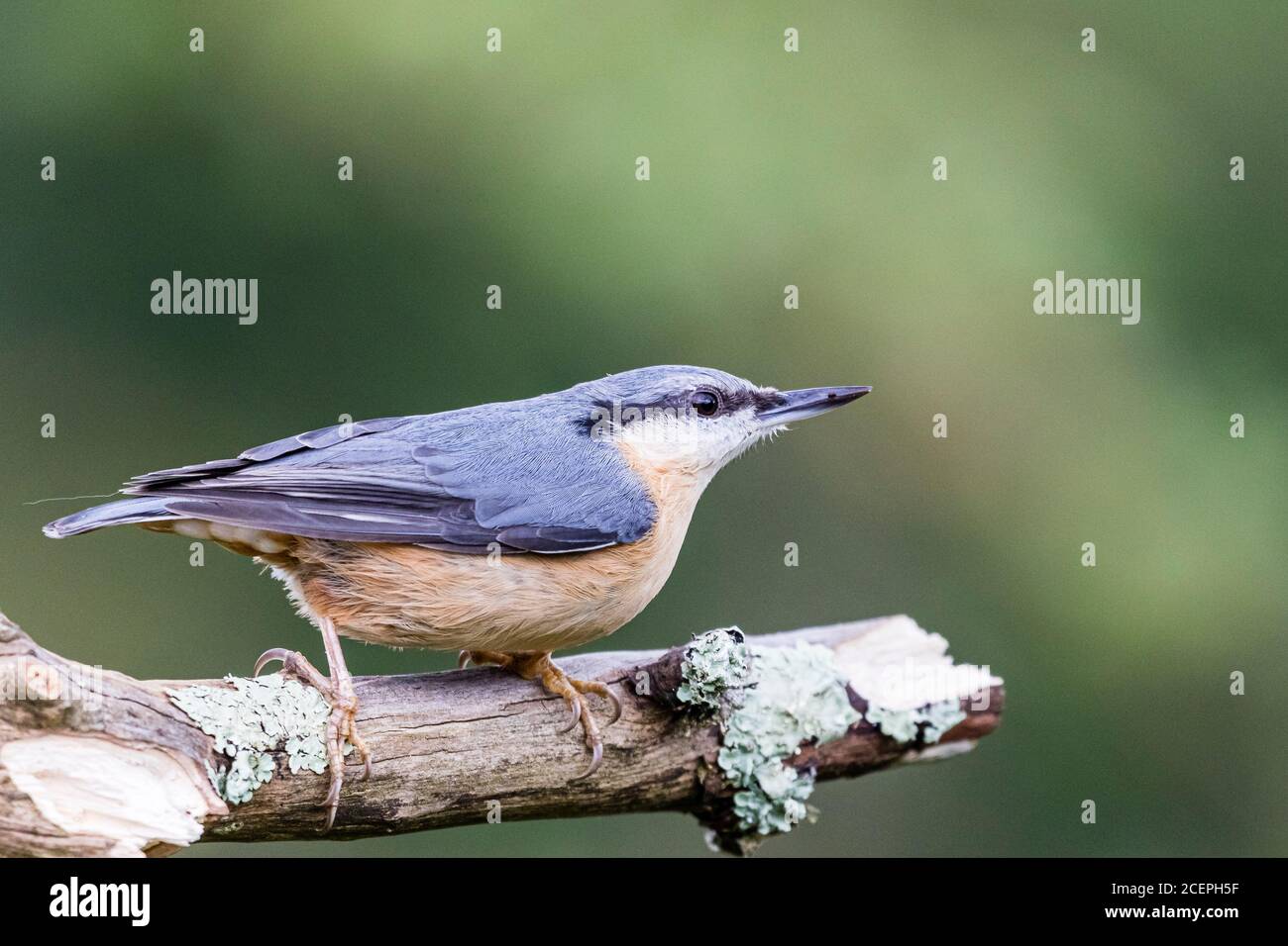 European nuthatch in mid Wales in Summertime Stock Photo - Alamy