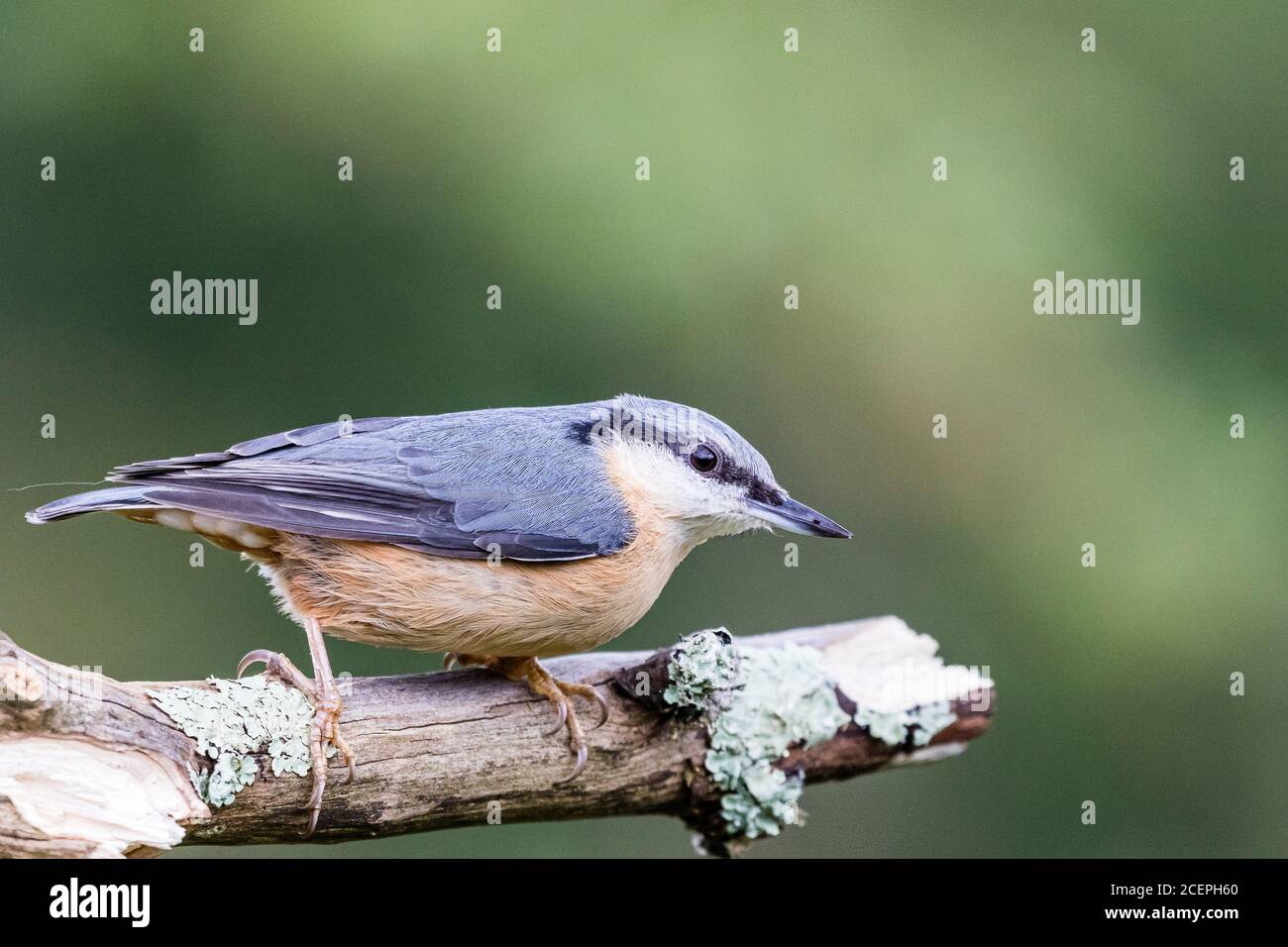 European nuthatch in mid Wales in Summertime Stock Photo - Alamy