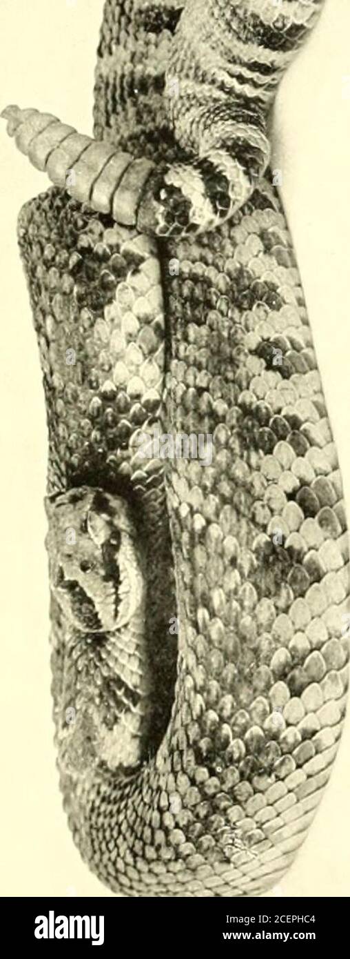 Reptiles of british columbia hi-res stock photography and images - Alamy