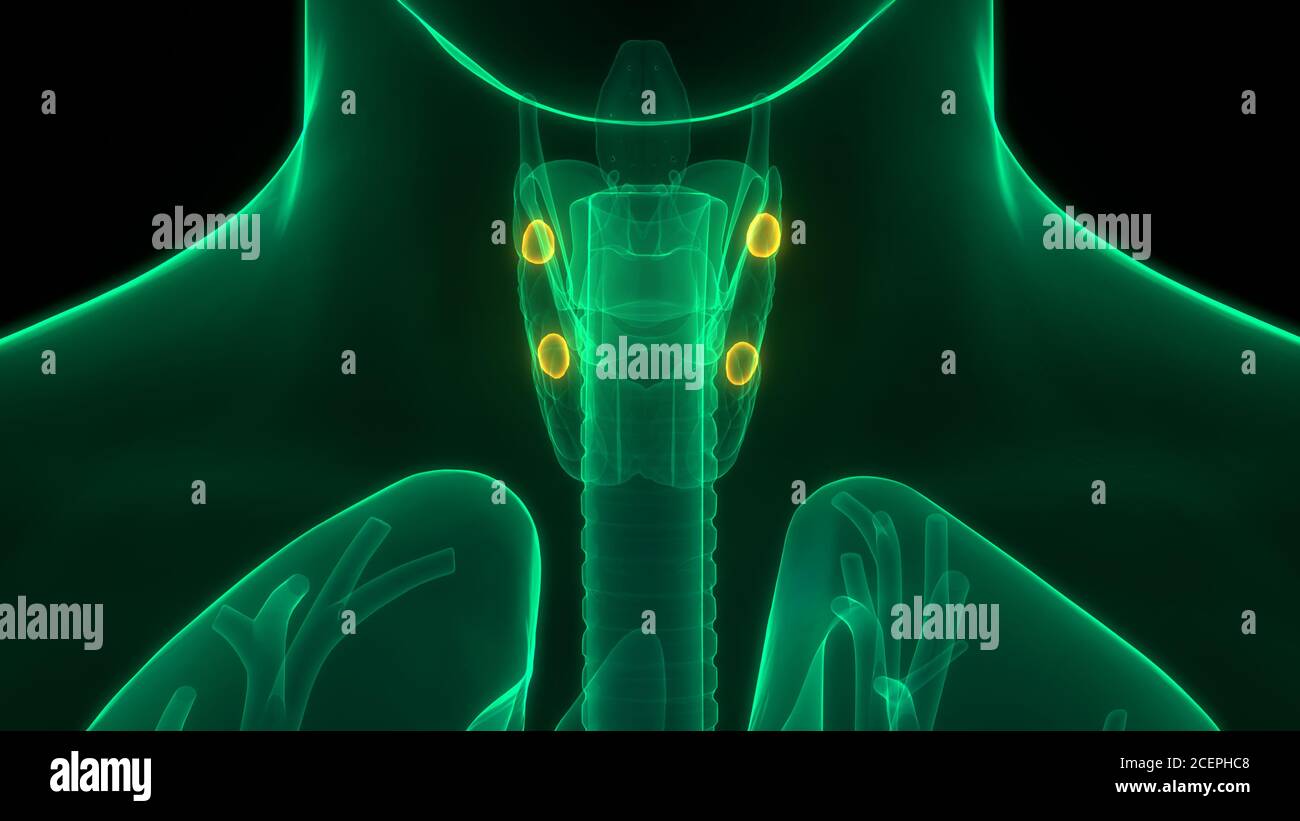 Anatomy Parathyroid Gland Surgical Anatomy Of Thyroid And Parathyroid