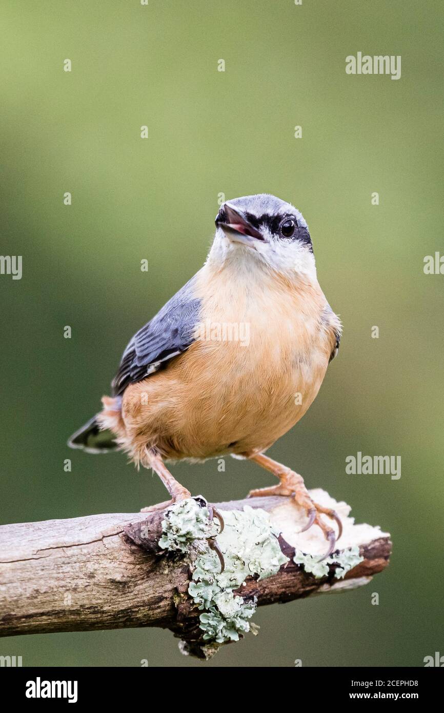 Birds summertime uk hi-res stock photography and images - Alamy