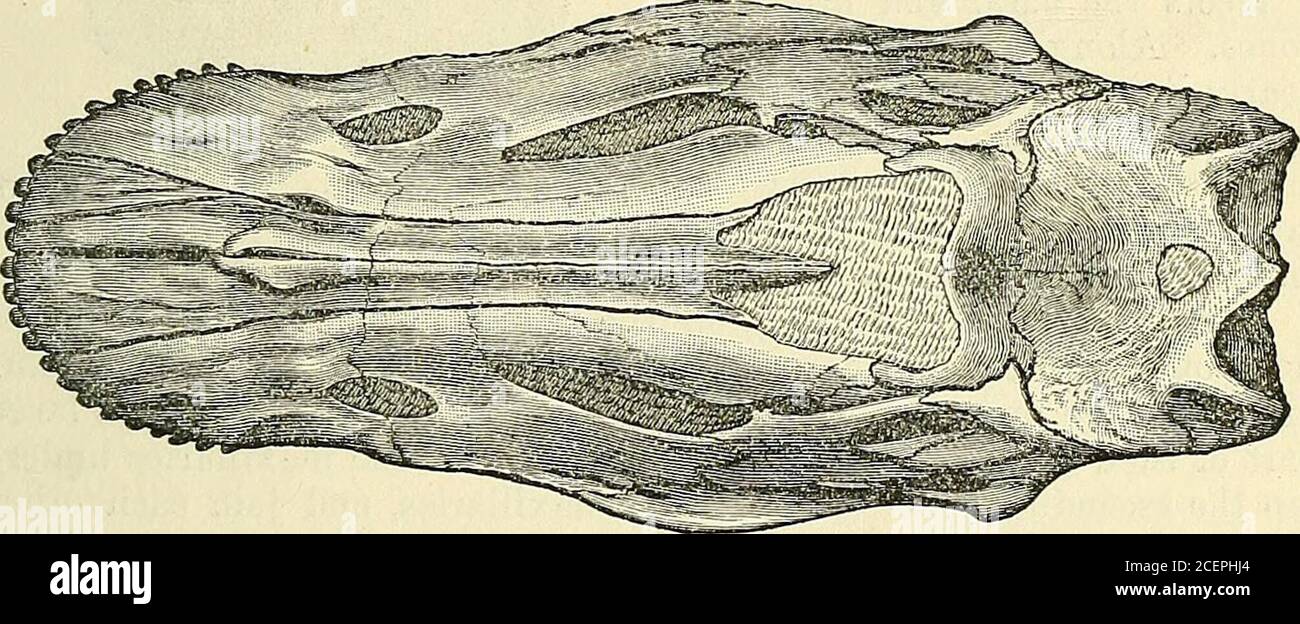 . Geological magazine. , and the lower temporal opening {e)(Figure 2 ...