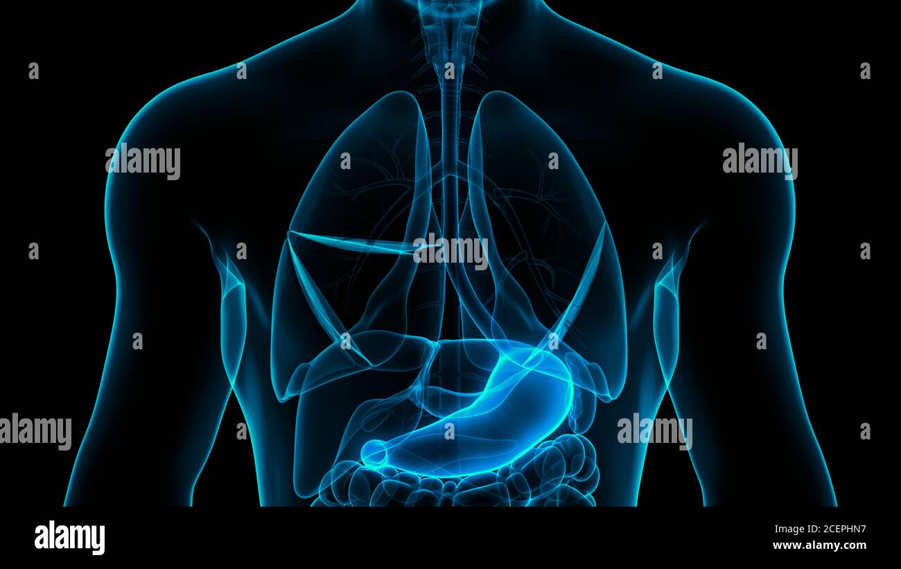 Human Digestive System Stomach Anatomy Stock Photo - Alamy