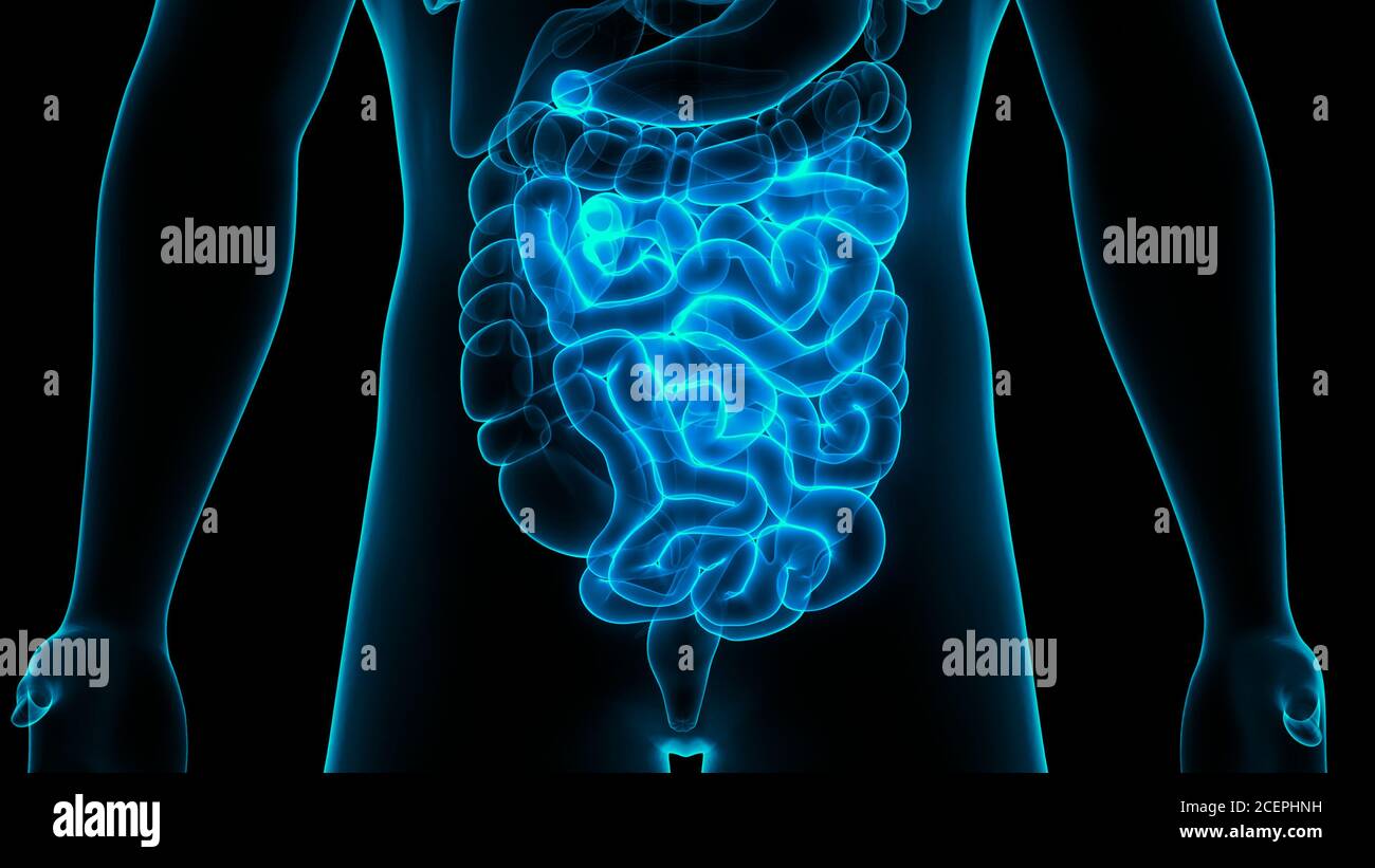 Human Digestive System Small intestine Anatomy Stock Photo - Alamy