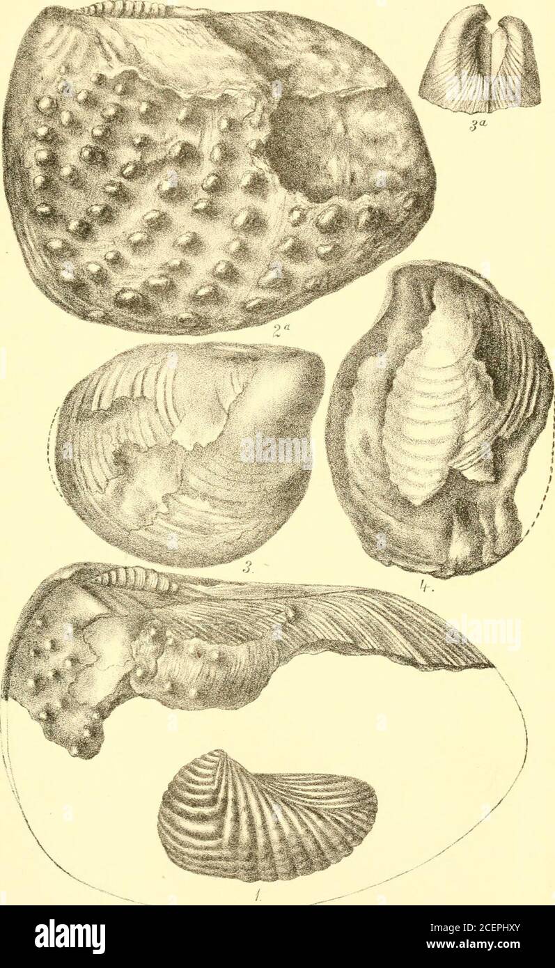 Crushed Fossils High Resolution Stock Photography and Images - Alamy