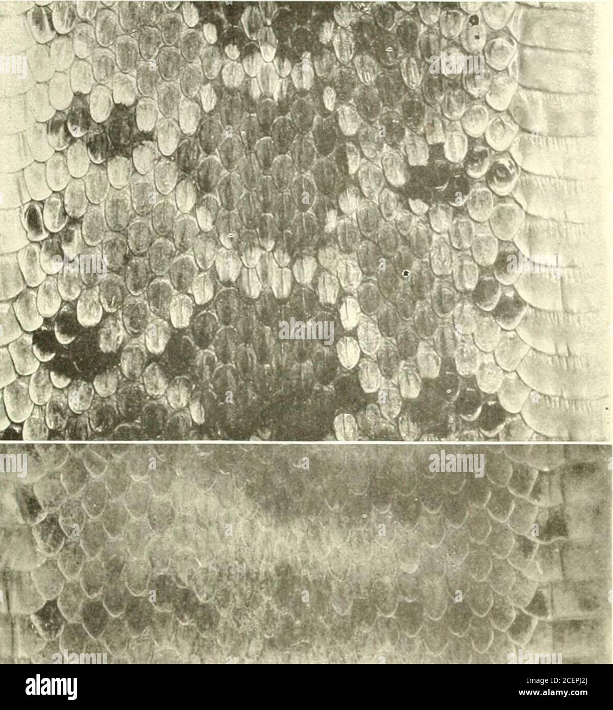 Snakes head from behind hi-res stock photography and images - Alamy