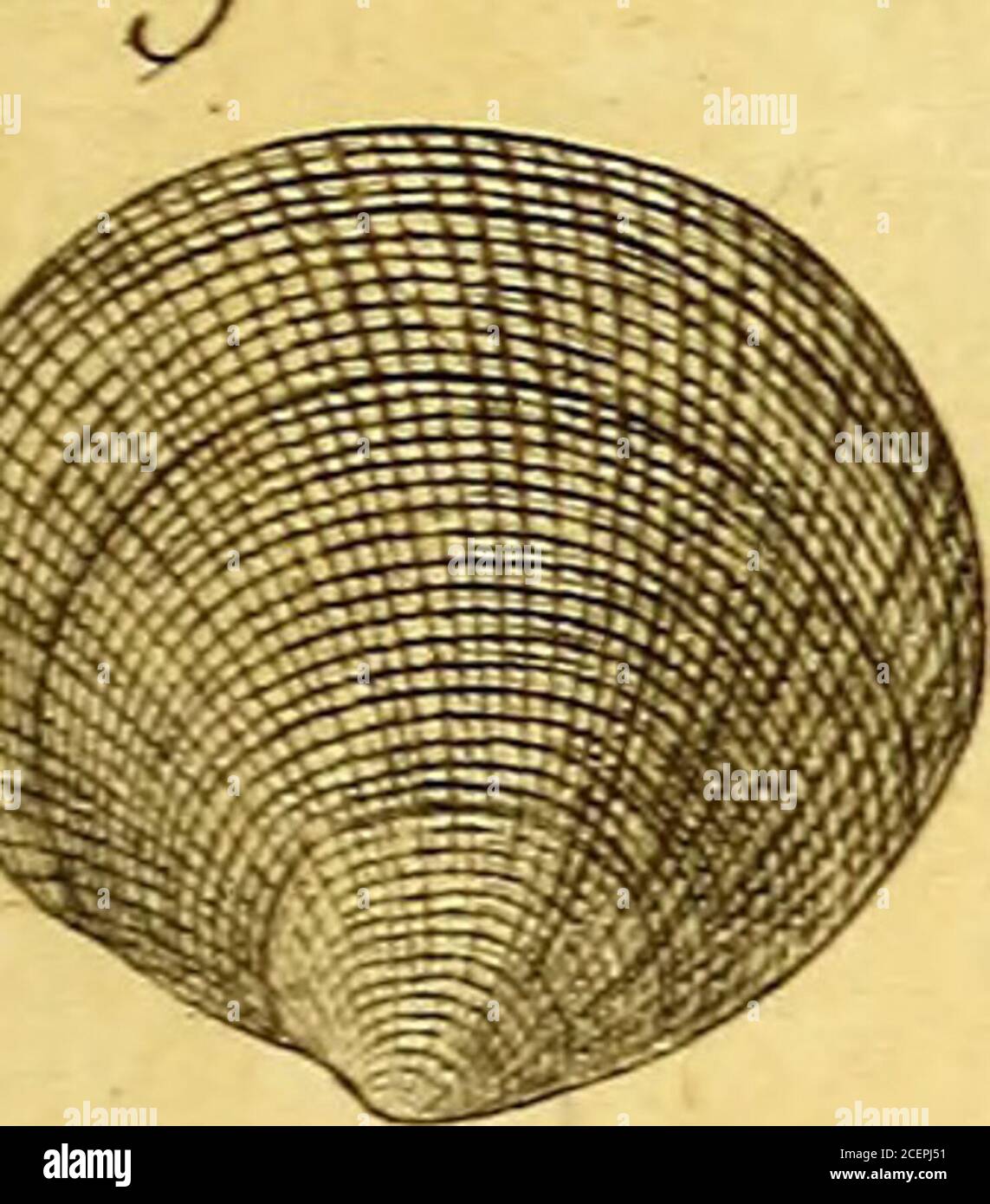 . Tableau encyclopédique et méthodique des trois règnes de la nature ...