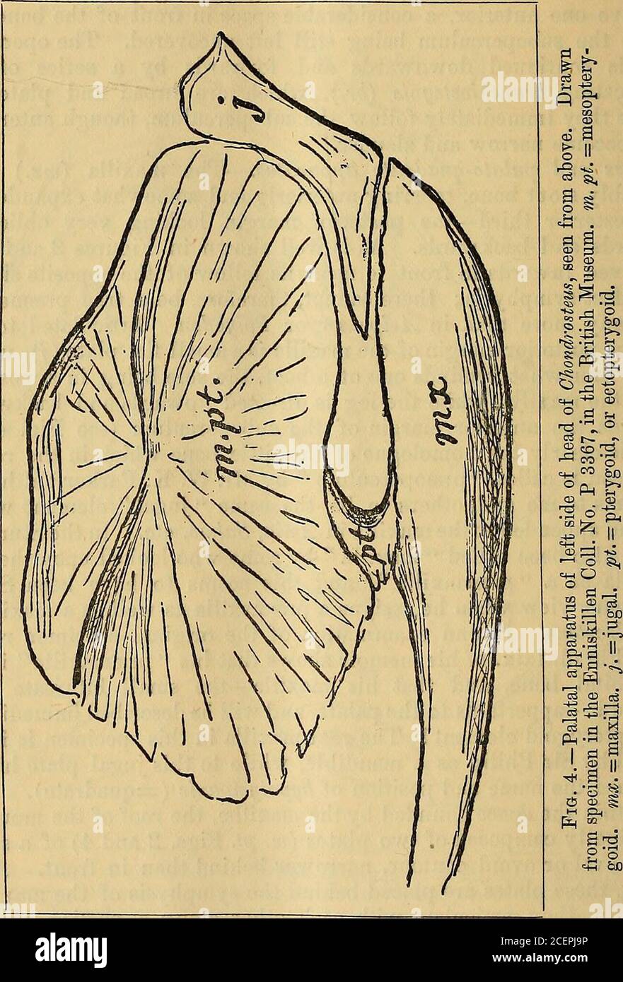 . Geological magazine. illee;mesially, they articulate with each other ...