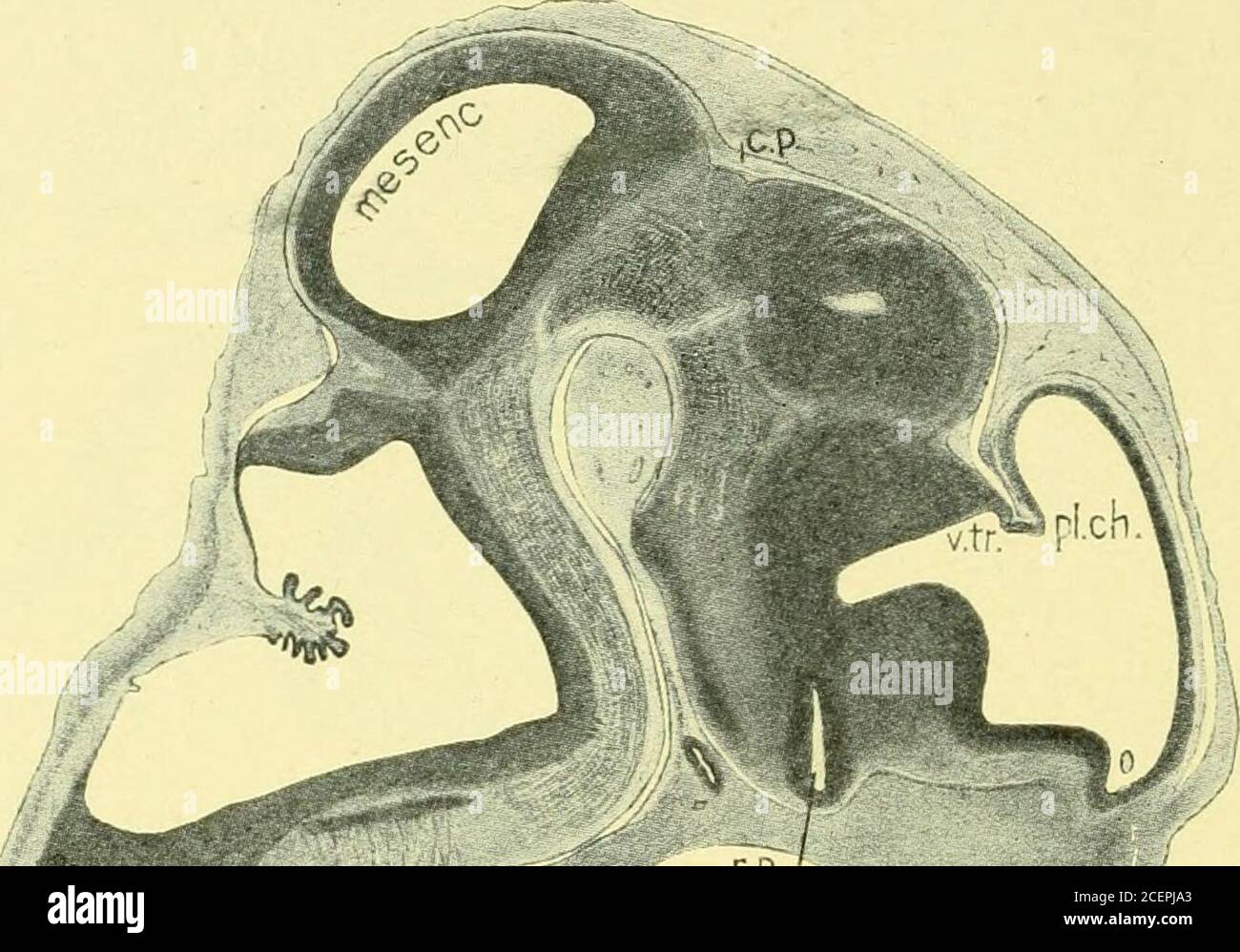 . The Journal of comparative neurology and psychology. FiG. 39. Pig ...