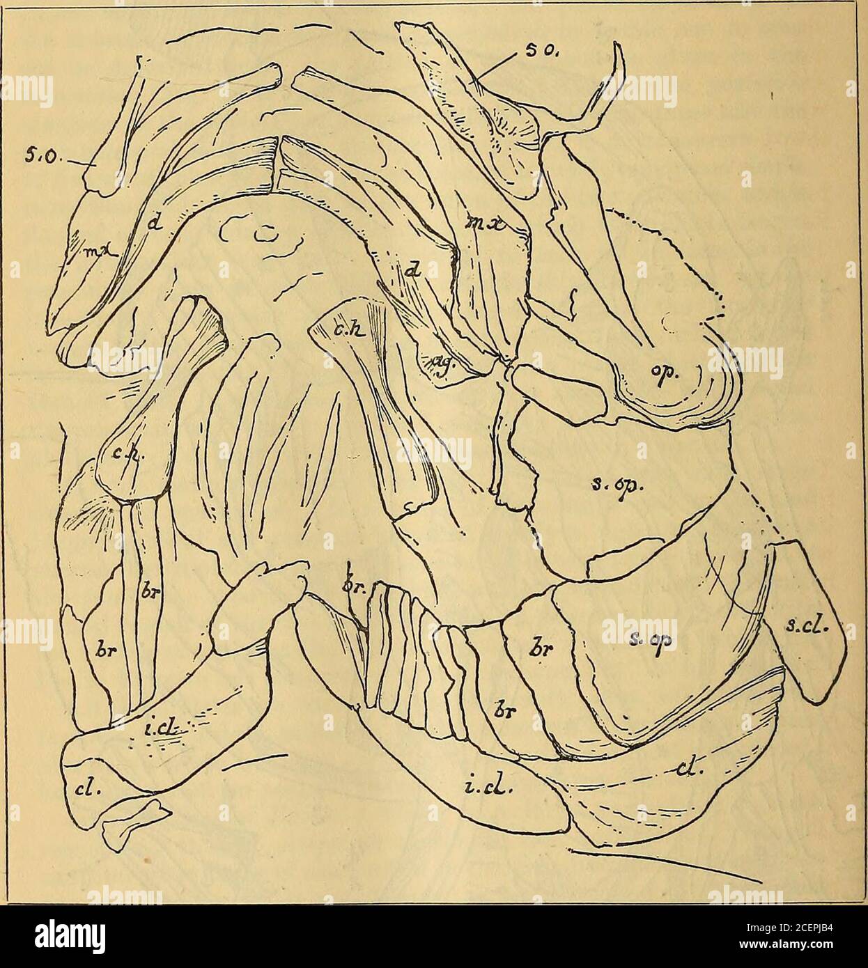 . Geological magazine. 252 Dr. R. H. Traquair—On Chondrosteus ...