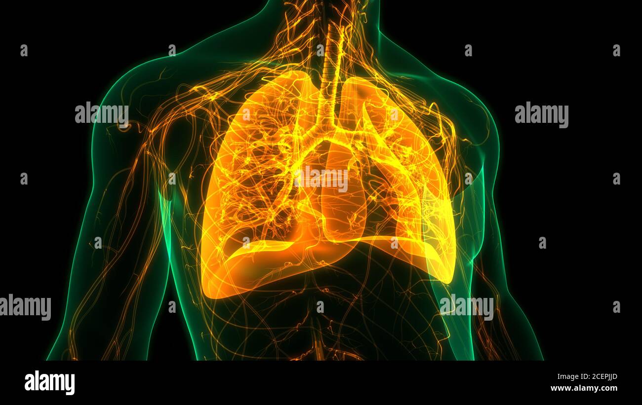 Human Respiratory System Lungs Anatomy Stock Photo - Alamy