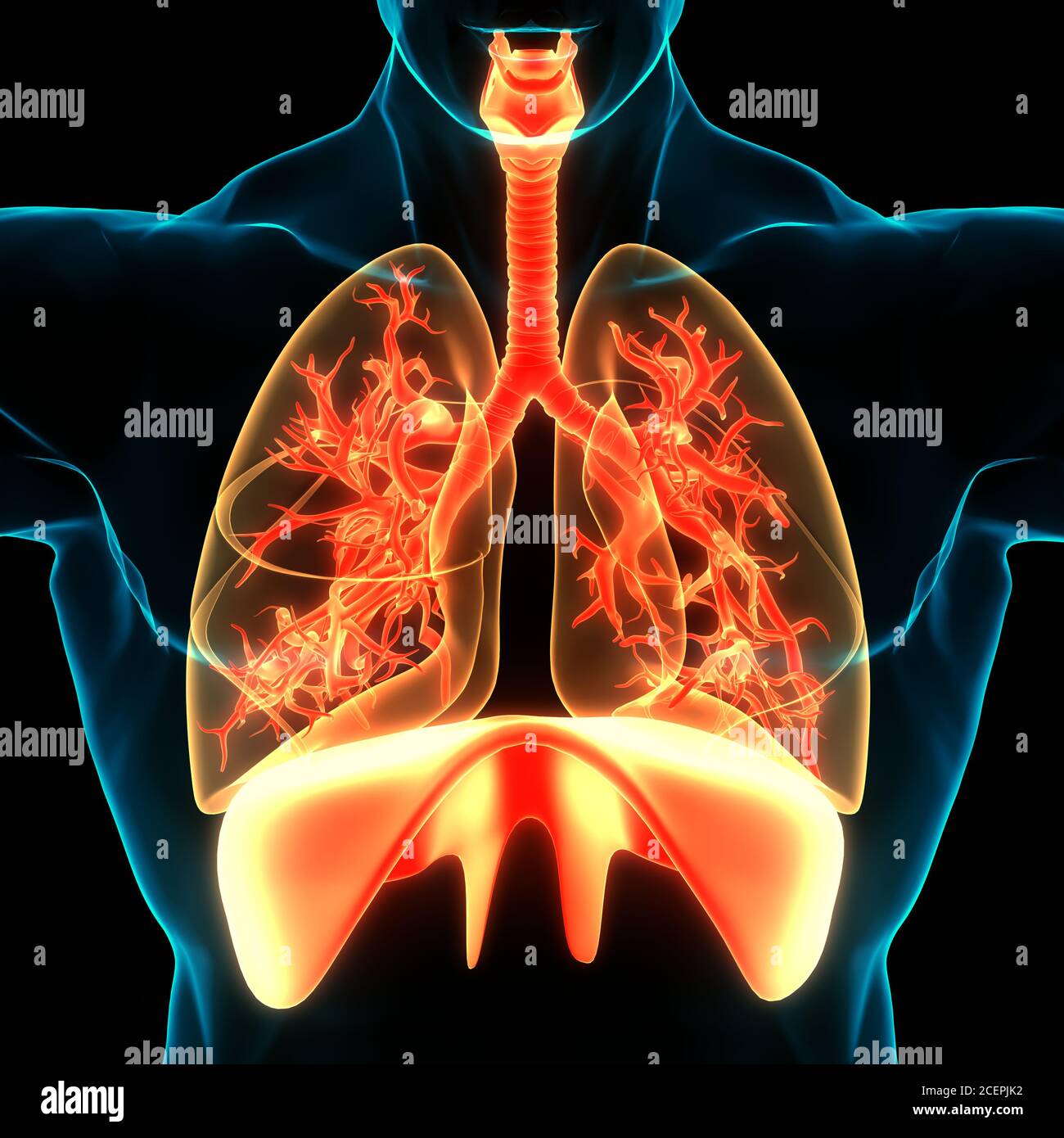 Diaphragm Lungs Trachea