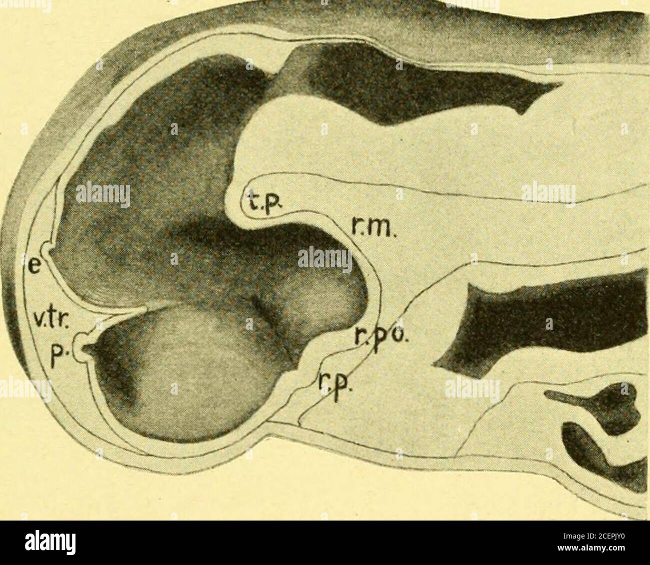 . The Journal of comparative neurology and psychology. e stage as that ...