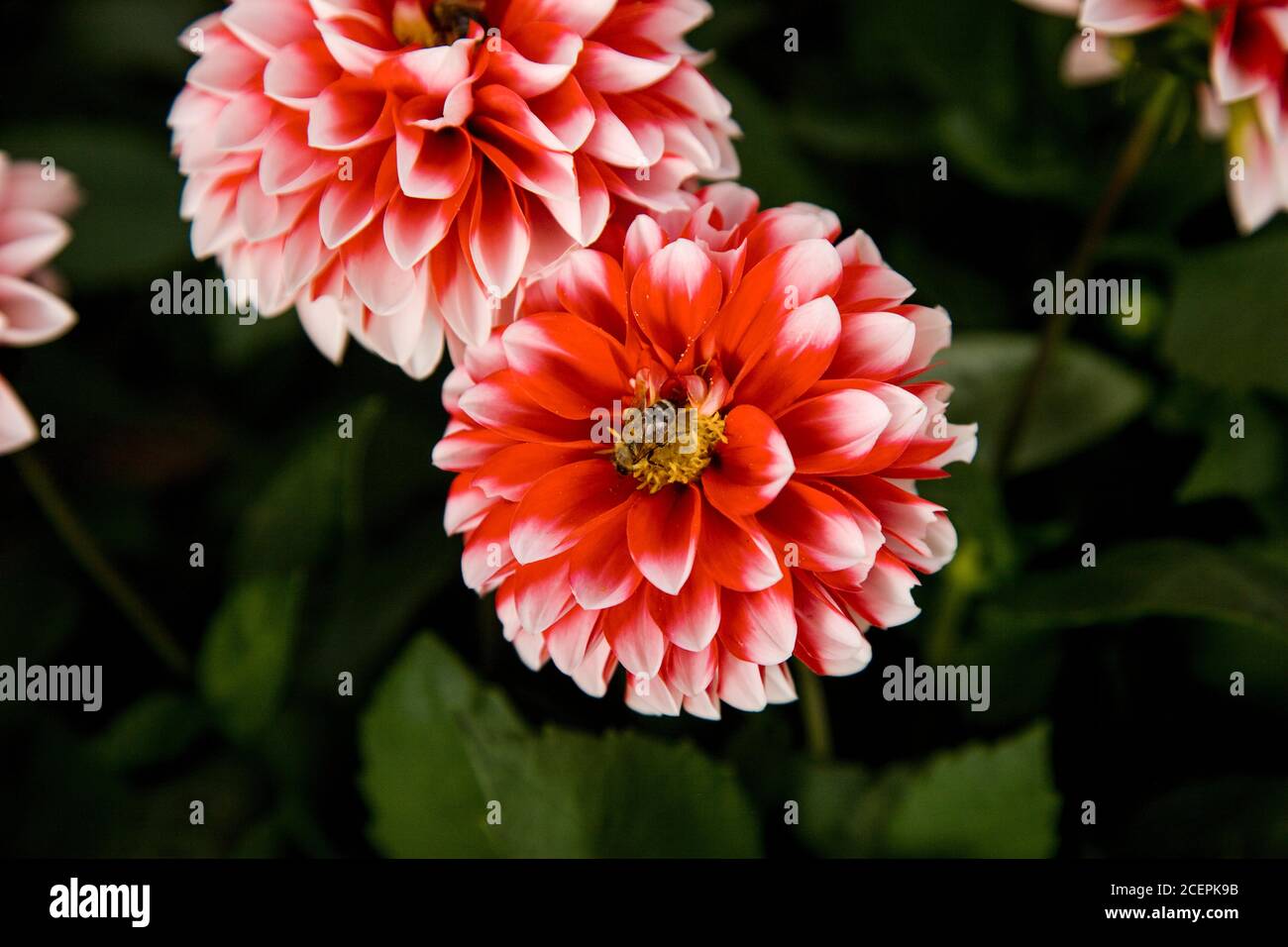 Colorful flower blooming during summer season, Slovakia Stock Photo - Alamy