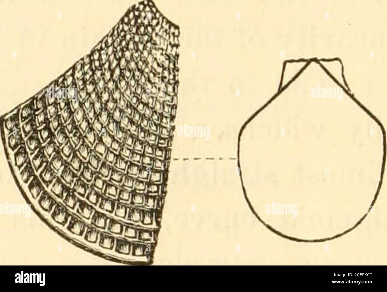 Mr testa hi-res stock photography and images - Alamy