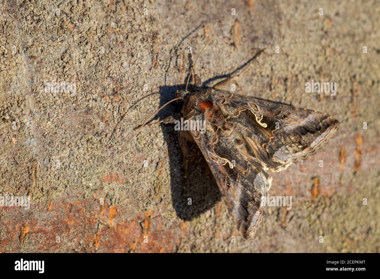 Silver y moth hi-res stock photography and images - Alamy