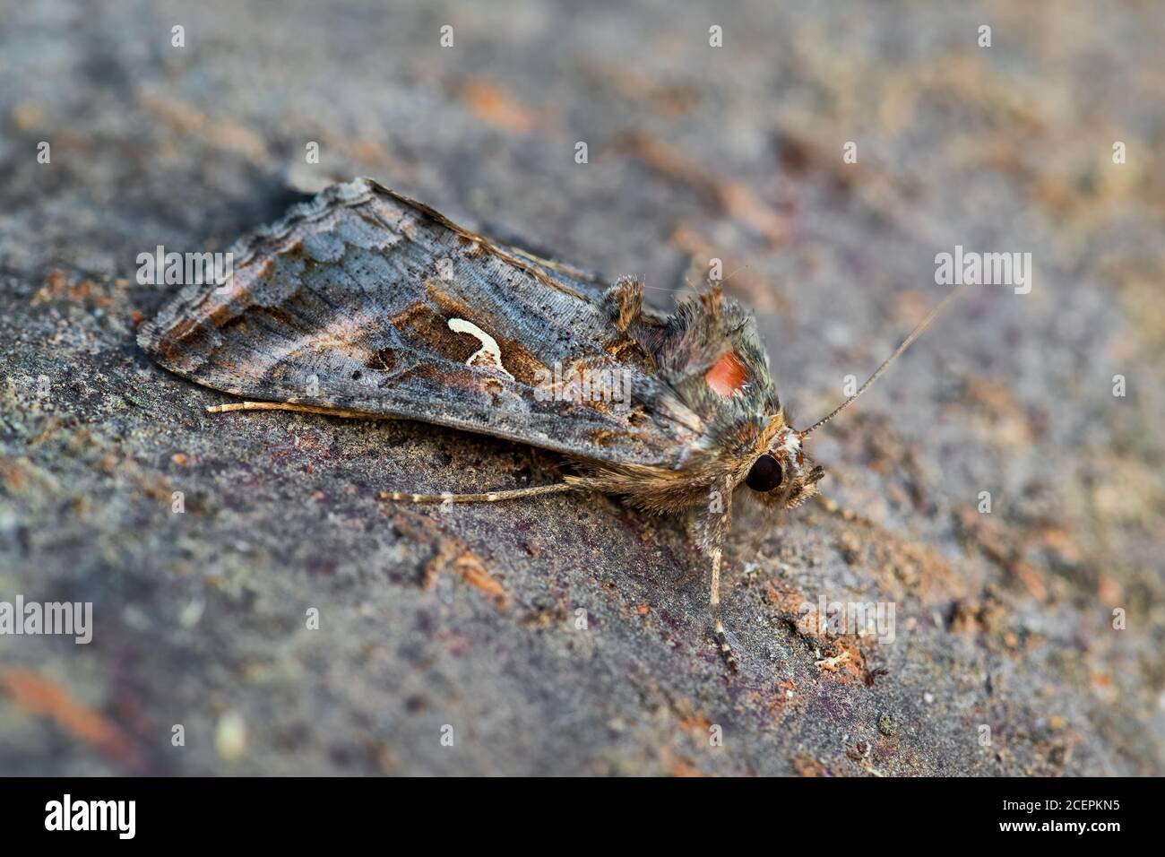 Silver y moth hi-res stock photography and images - Alamy
