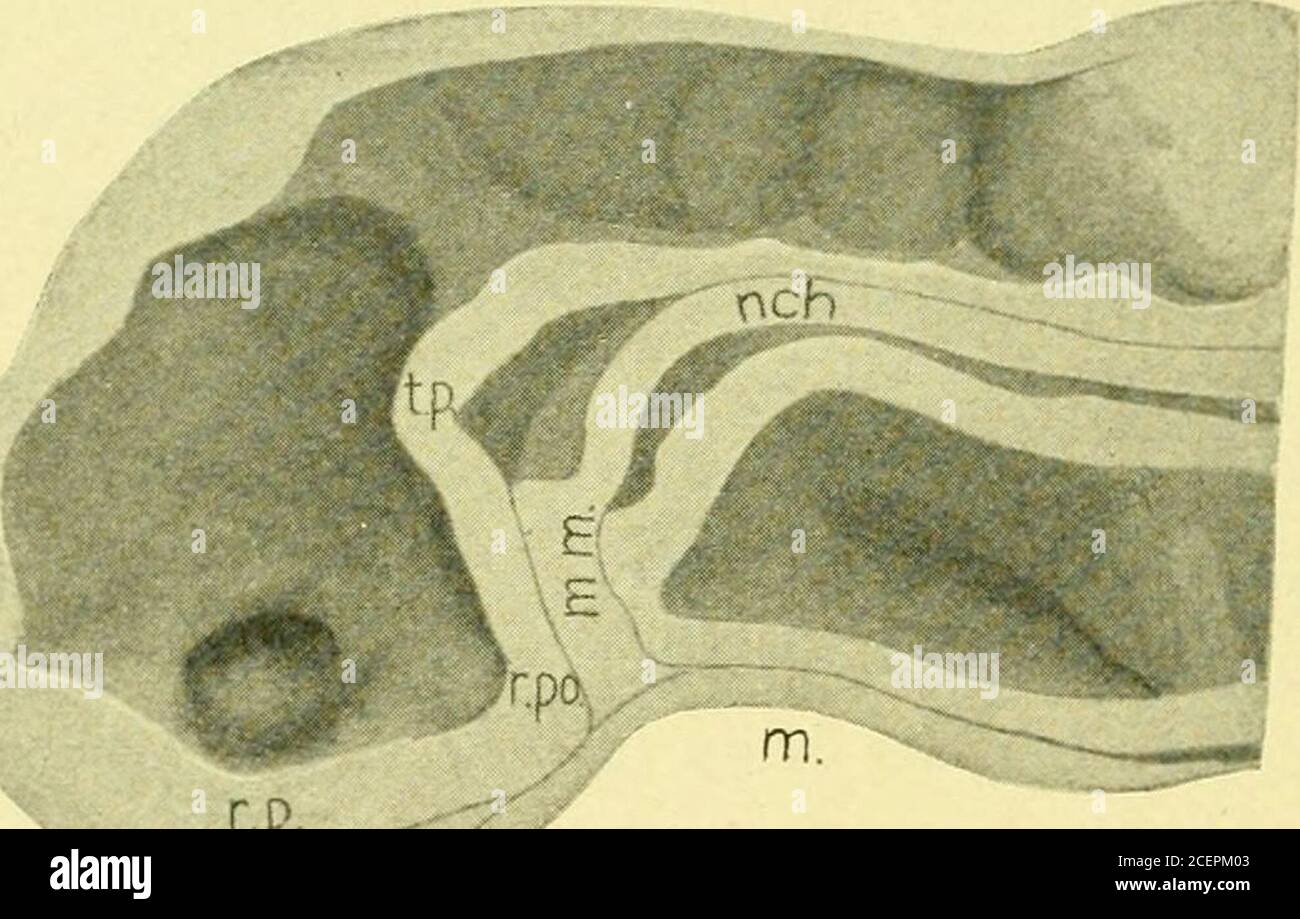 Lamina terminalis hi-res stock photography and images - Alamy