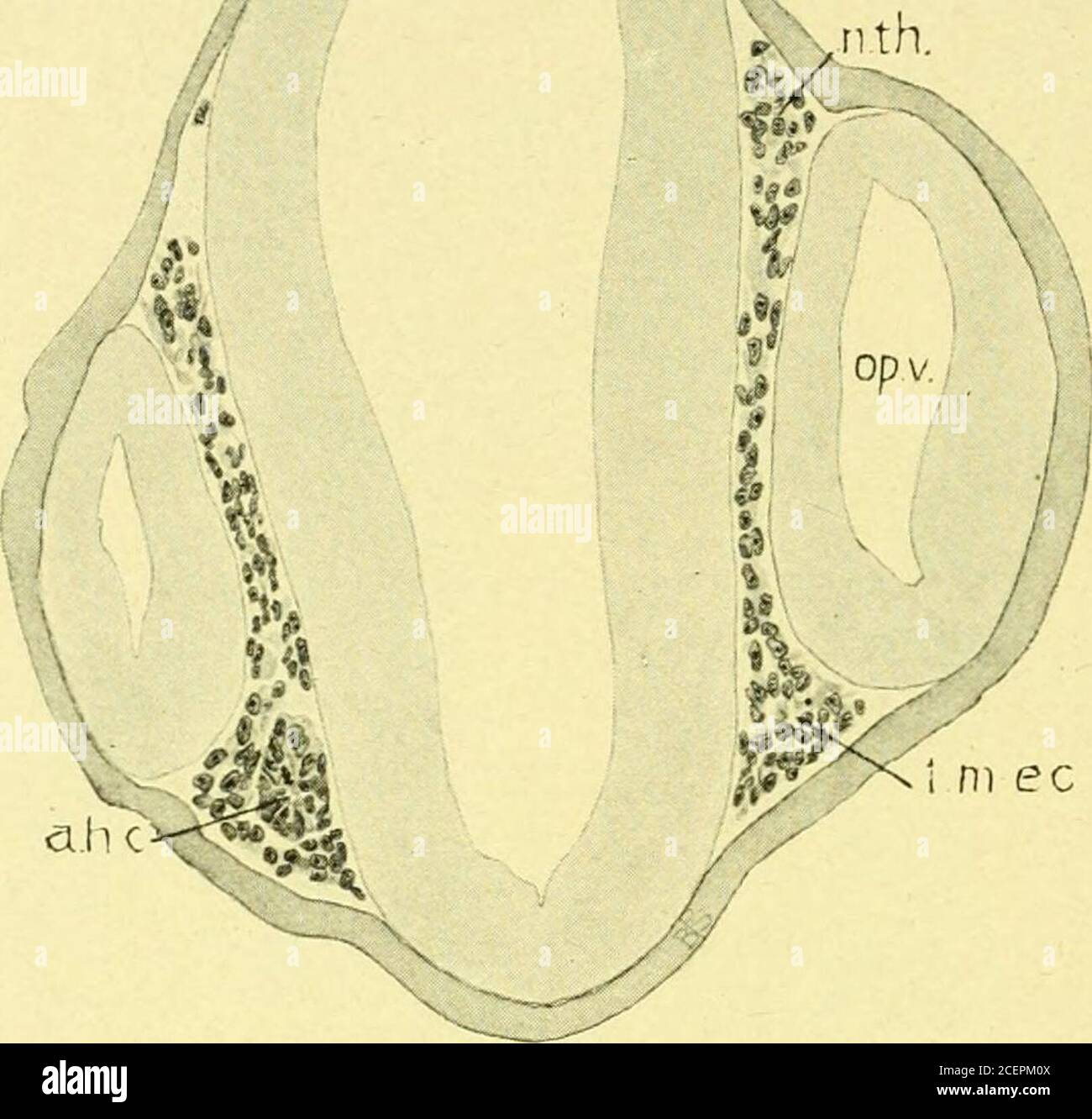 Section through brain frontal section hi-res stock photography and ...