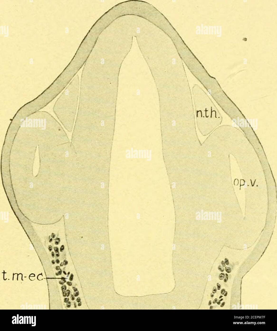 Lamina terminalis hi-res stock photography and images - Alamy
