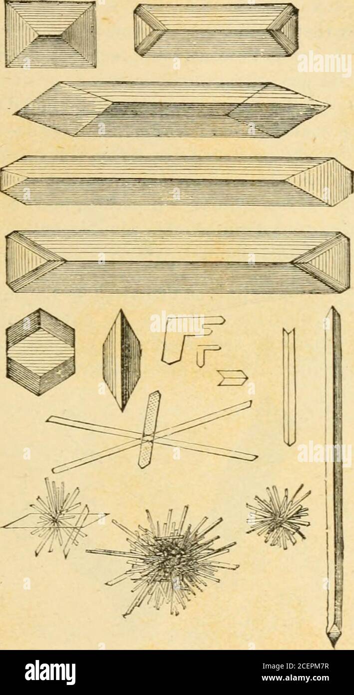 Cellules de la vessie hi-res stock photography and images - Alamy