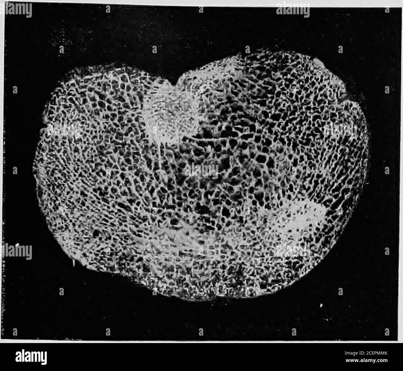 . On boneformation, its relation to tension and pressure;. Fig- 45. Fig ...